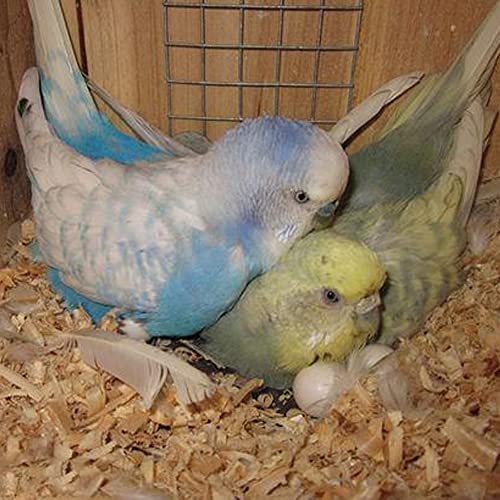 WOLEDOE 8Pcs Fake Bird Eggs, Stop Egg Laying fit Parrotlet, American Parakeet, Budgie, Diamond-Dove Artificial Eggs 14mm*19mm