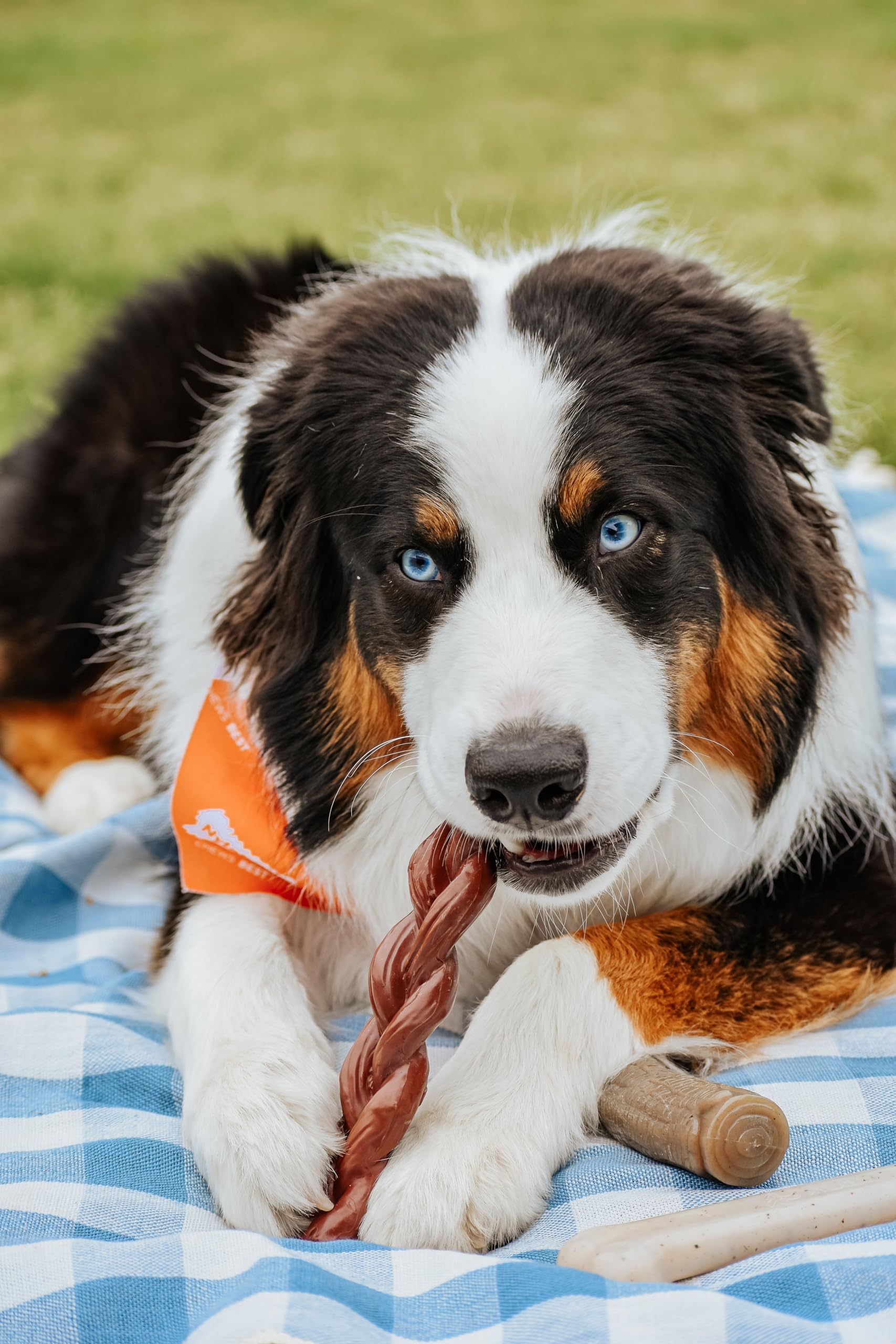 Nylabone Power Chew Braided Rawhide Bully Stick Alternative Nylon Chew Toy for Dogs, Dog Toys for Aggressive Chewers, Beef Flavor, Large/Giant (1 Count)