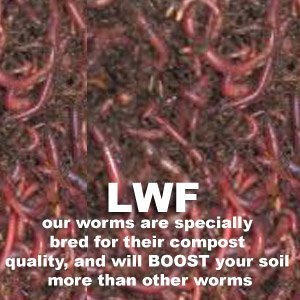 WWJD Worm Farm - 25 Red Wigglers - Garden Worms