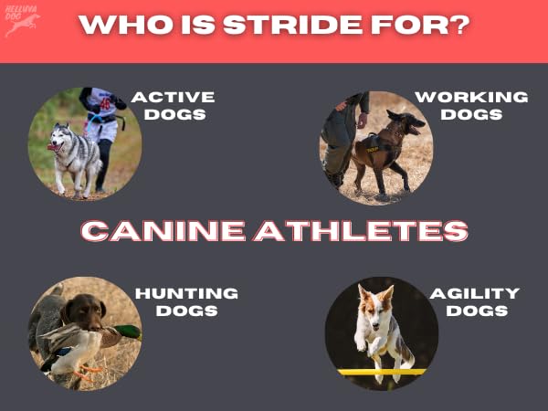 Homescape World Stride by Helluva Dog — Joint Support Meal Topper for Active Sporting Dogs — Green Lipped Mussel & Turmeric Powder for Mobility & Recovery 4oz