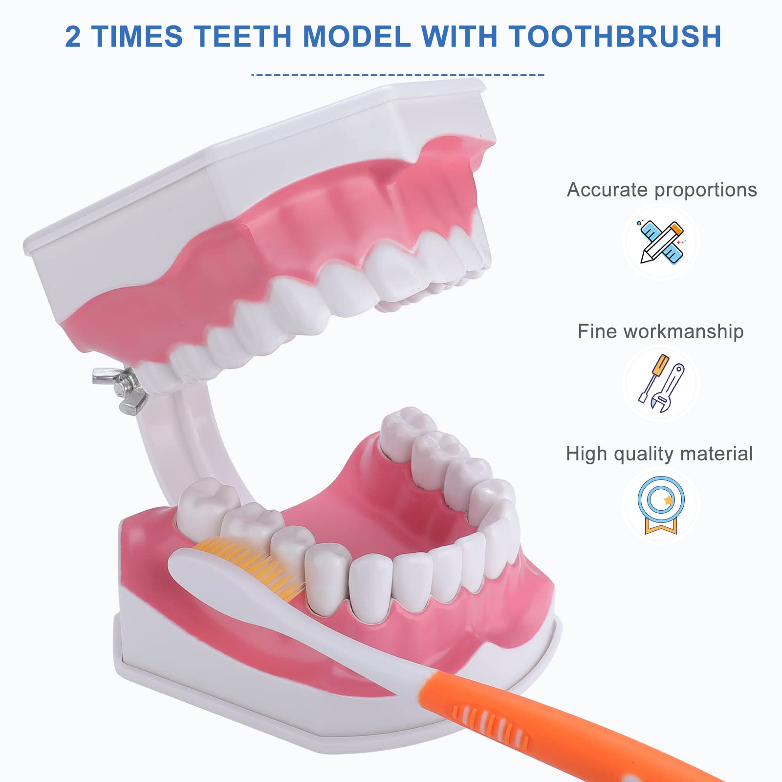 Healthible Teeth Model for Kids - 2 Times Tooth Brushing Model Large Teeth Model with Toothbrush Oversized Dental Model for Teeth Brushing