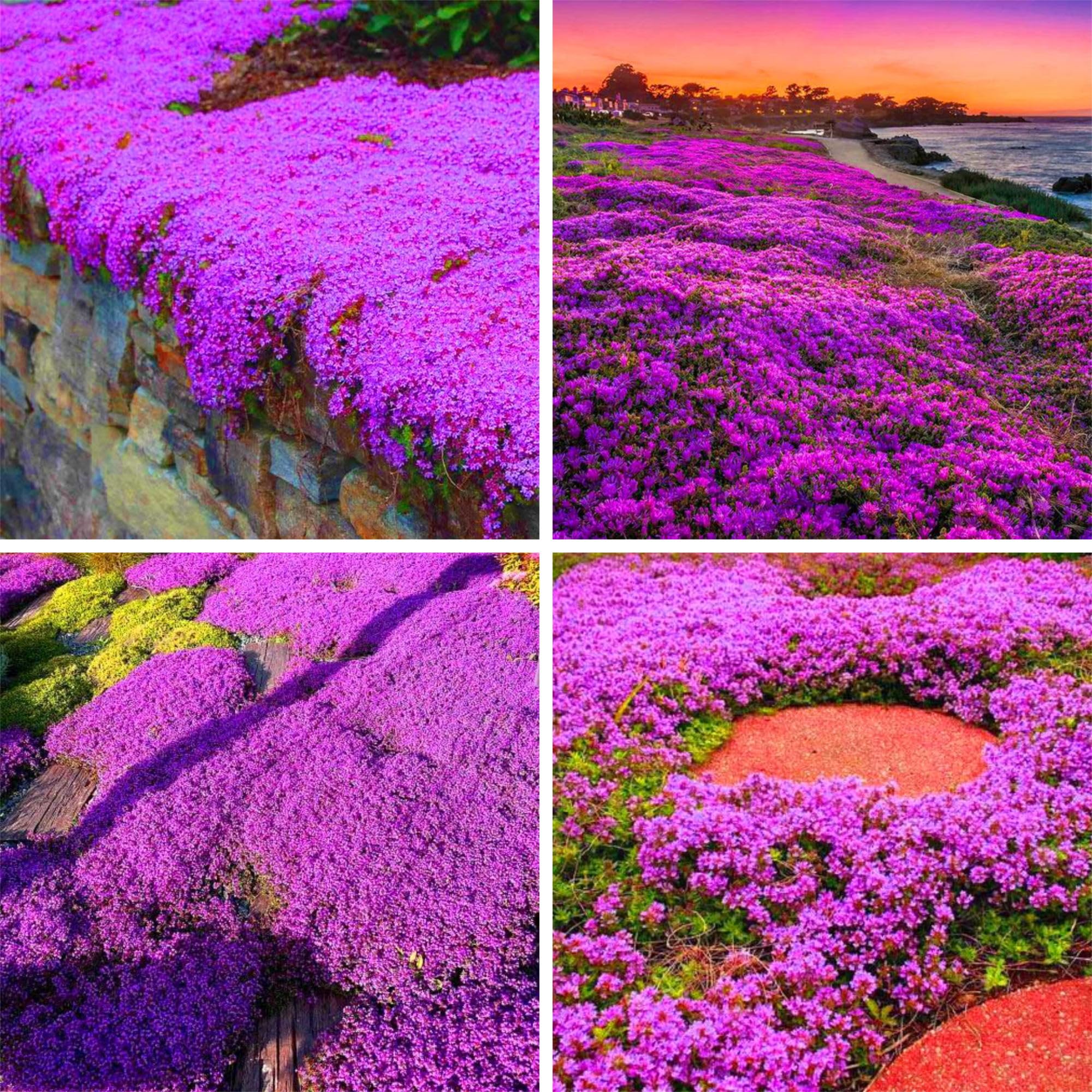 Dichmag 20000+ Creeping Thyme Seeds for Planting Non-GMO Perennial Flower Seeds Landscaping Ground Cover, purple