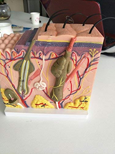 Tdou 50 Times Human Big Anatomical Skin Magnified Tissue Structure Model with Hair 35X/50X/70X Enlarged for Biology Minimally Invasive Cosmetic Surgery Teaching Models