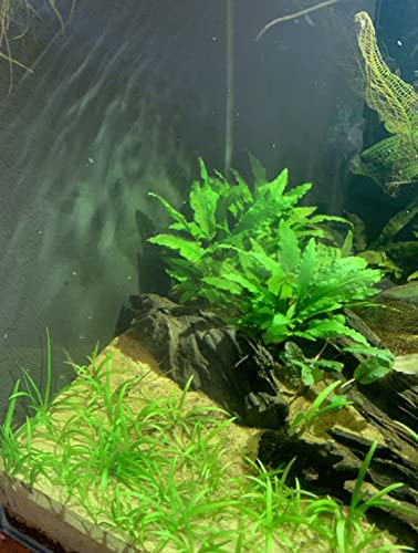 Marcus Fish Tanks - 10x Dwarf Sagittaria Subulata Live Aquarium Plant Dwarf Sag Freshwater Aquatic Carpeting Plant BUY2GET1FREE
