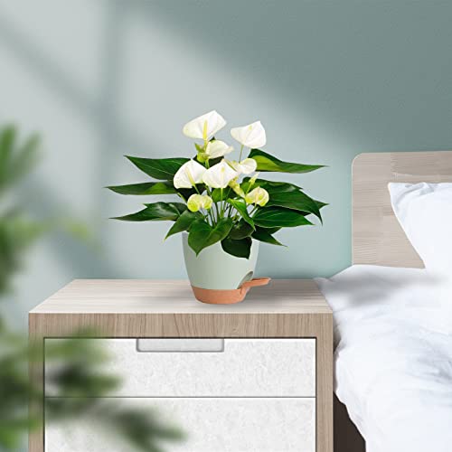 Vanslogreen Plant Pots Indoor 7/6.5/6/5.5/5 Inch Self Watering Planters for Indoor Plants with Drainage Hole, Plastic Flower Pot for Succulents, African Violet (Green)