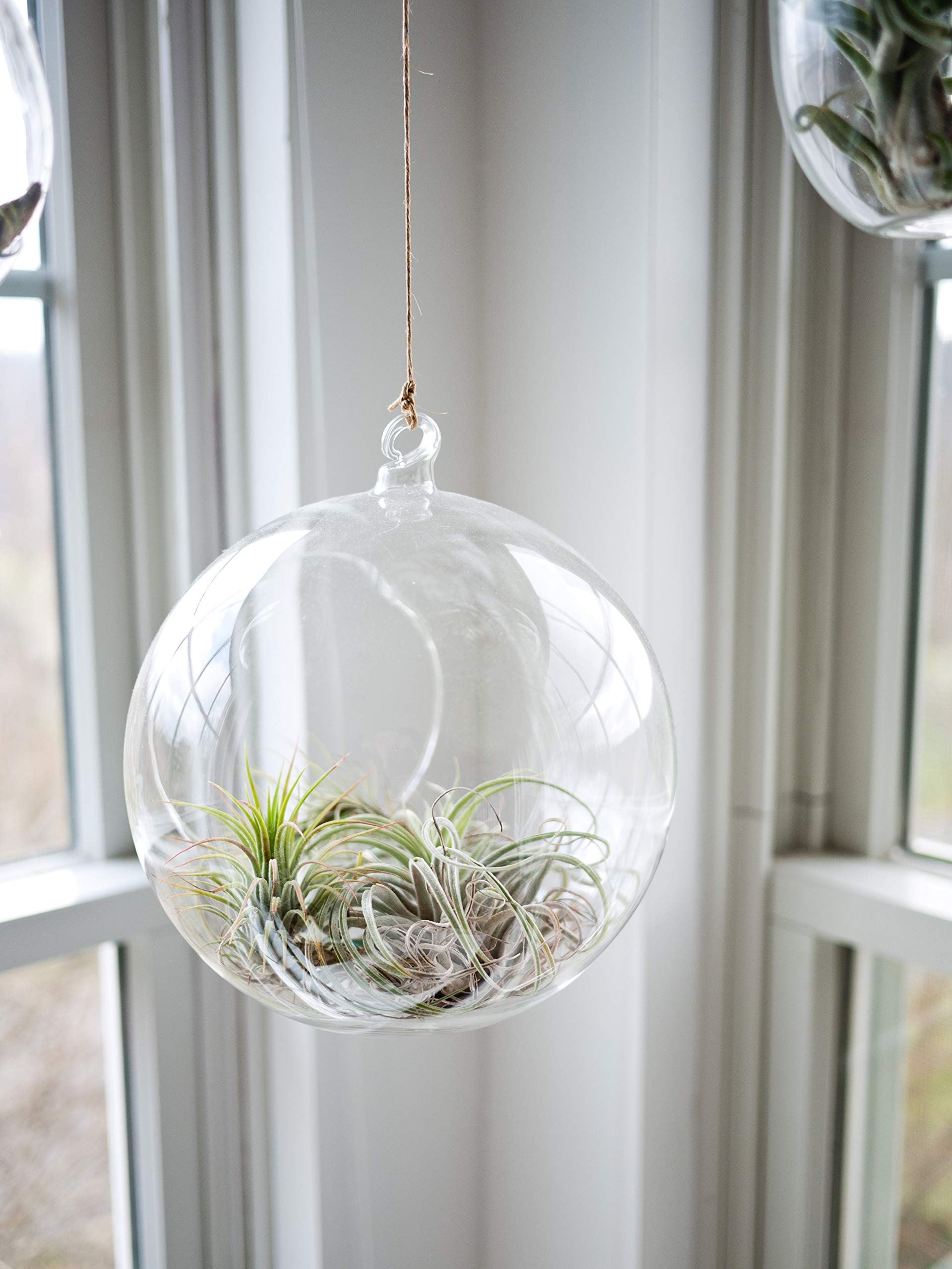 WGV Hanging Terrarium Globe, Width 8", Height 9", DIY Air Succulent Planter, Clear Glass Vase Orb with Flat Bottom, Candle Holder for Windowsill Outdoor Garden Decor, 6 Pieces Bulk