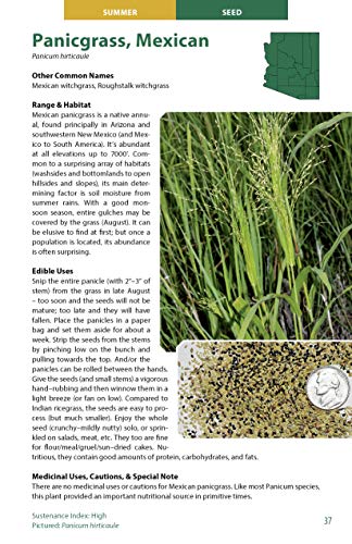 Wild Edible Plants of Arizona