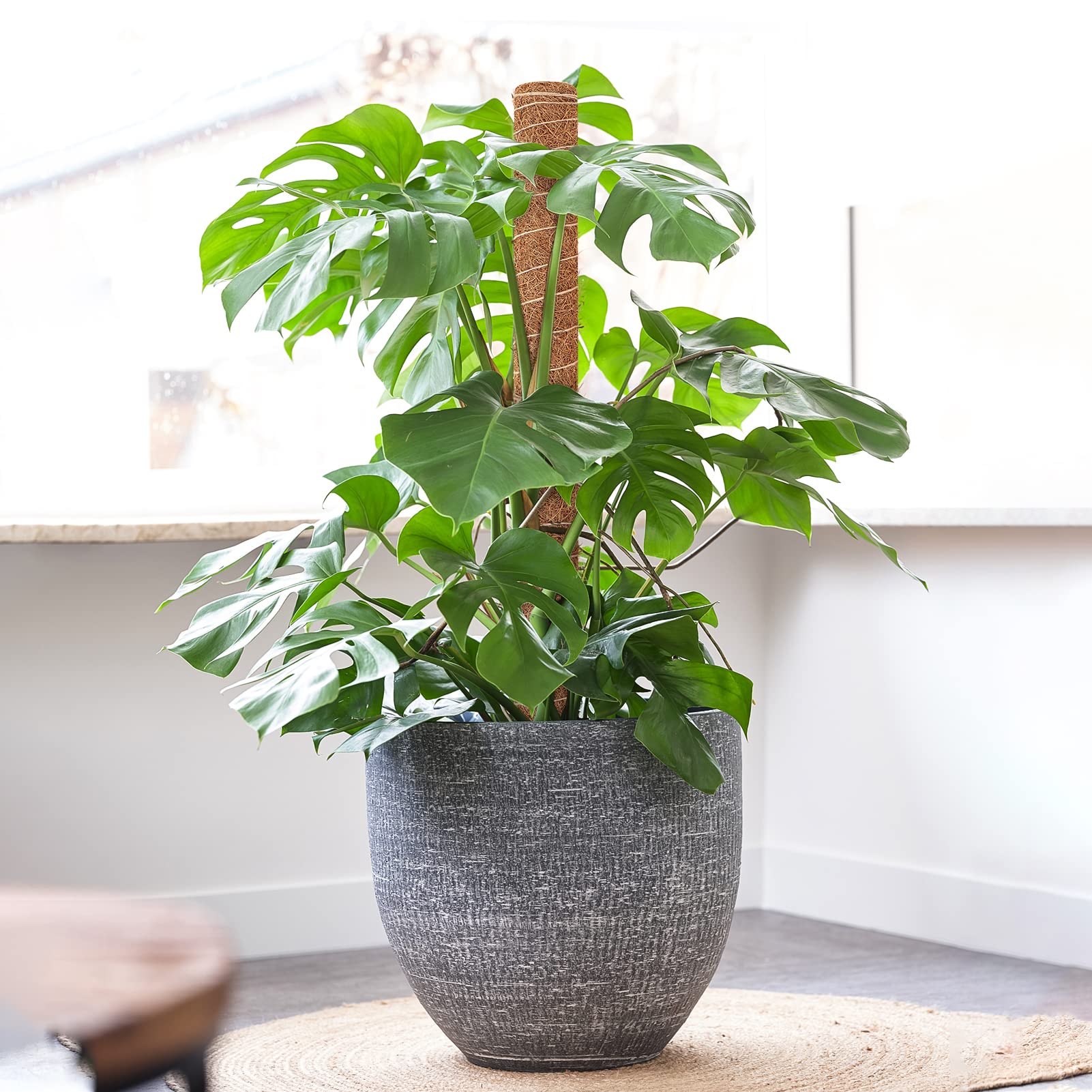 GROWNEER 24 Inch Moss Pole, 2 Pcs 15 Inch Stackable Totem Pole Plant Support, Moss Sticks for Indoor Plants with 15pcs Labels and 78in Garden Ties, Monstera Plant Stake for Climbing Plants Snake Plant