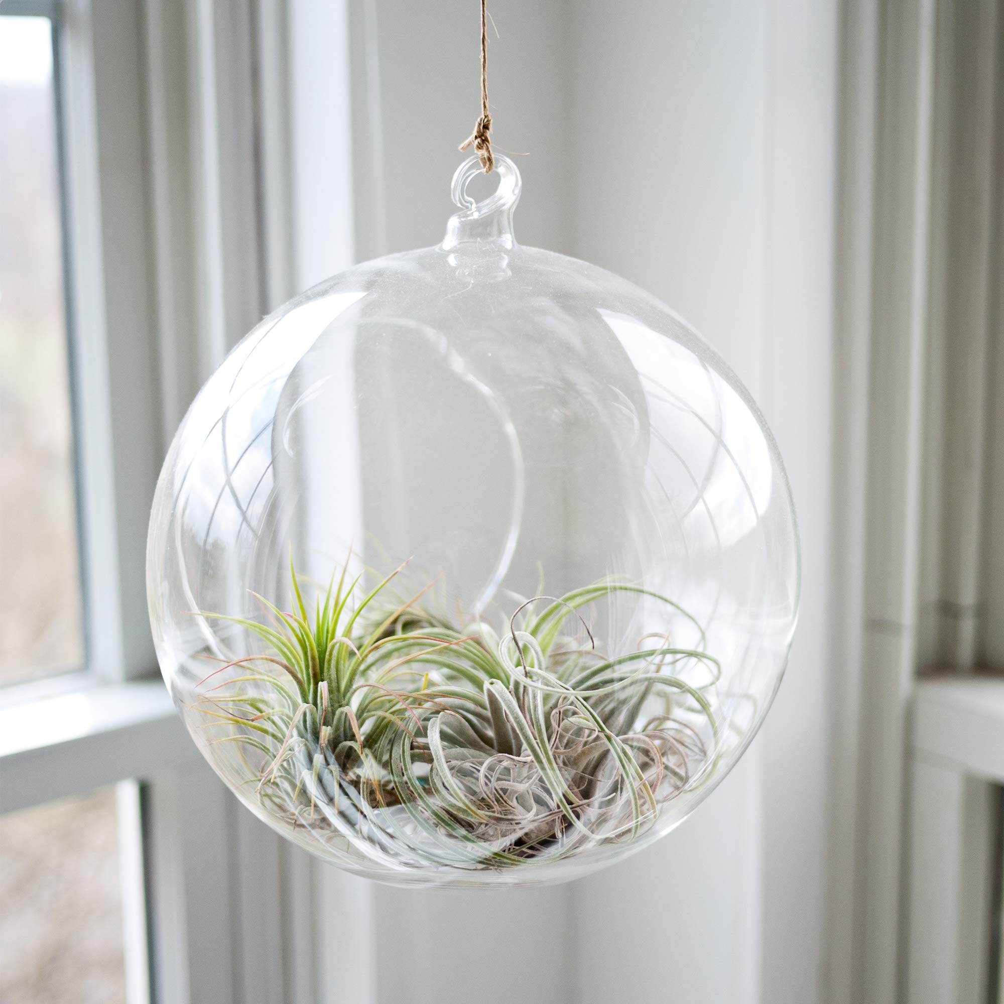 WGV Hanging Terrarium Globe, Width 8", Height 9", DIY Air Succulent Planter, Clear Glass Vase Orb with Flat Bottom, Candle Holder for Windowsill Outdoor Garden Decor, 6 Pieces Bulk