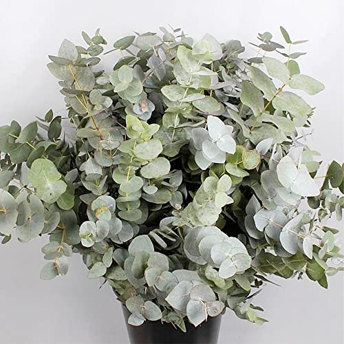 QAUZUY GARDEN 25 Seeds Eucalyptus Cinerea Argyle Apple Mealy Stringbark Silver Dollar Tree Seeds for Planting-Easy to Grow & Maintain