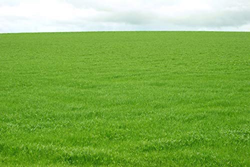 OrOlam Canada Grass Green Seed Bag Tough Enough to Withstand Severe Weather All Climate