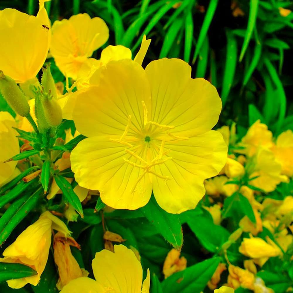 Eastern United States Wildflower Seed Mix - Over 35,000 Premium Seeds - by 'createdbynature'