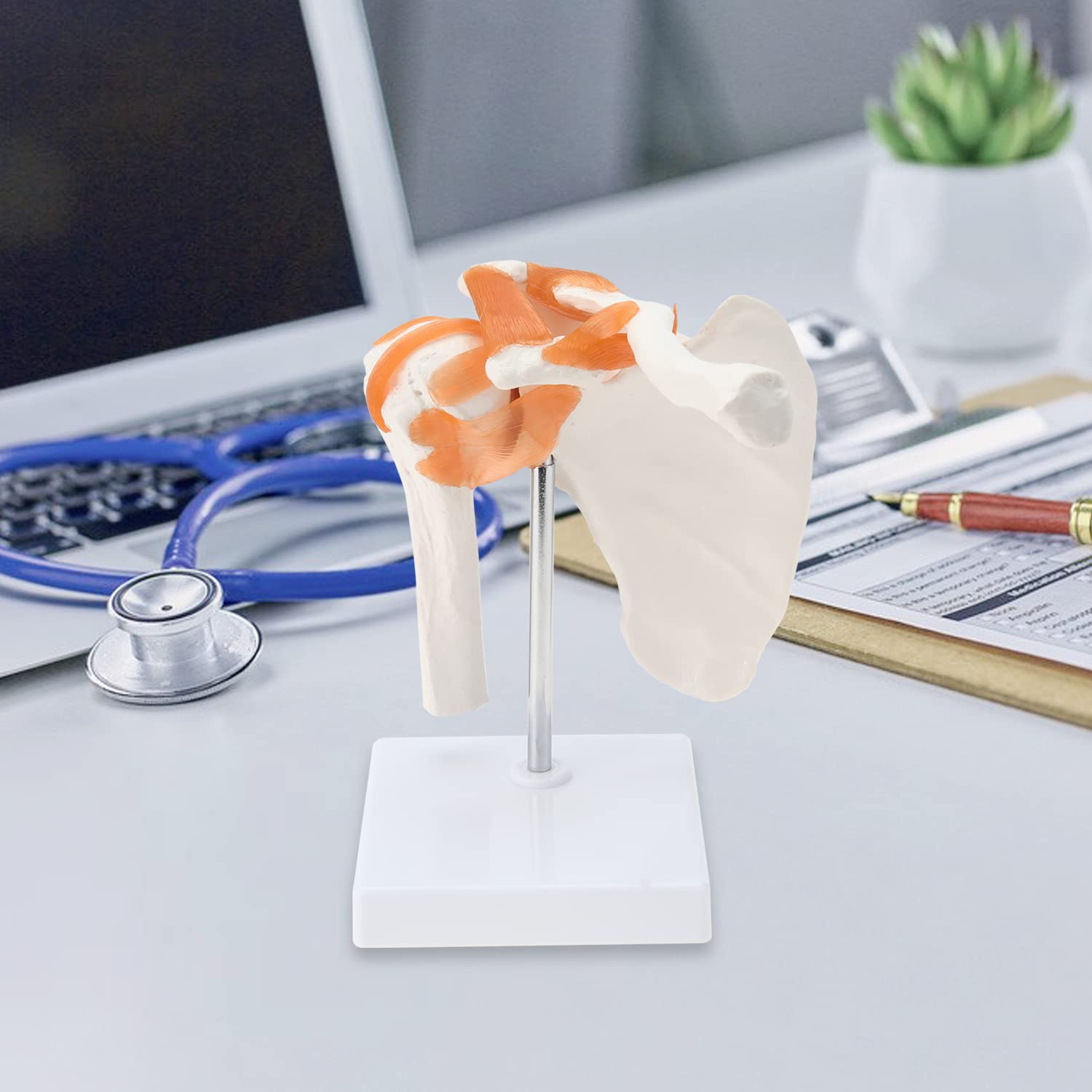 RONTEN Medical Shoulder Anatomy Model with Functional Ligaments, Life Size Anatomical Human Shoulder Joint Model for Science Class Medical Teaching Display Model (Includes a Base)