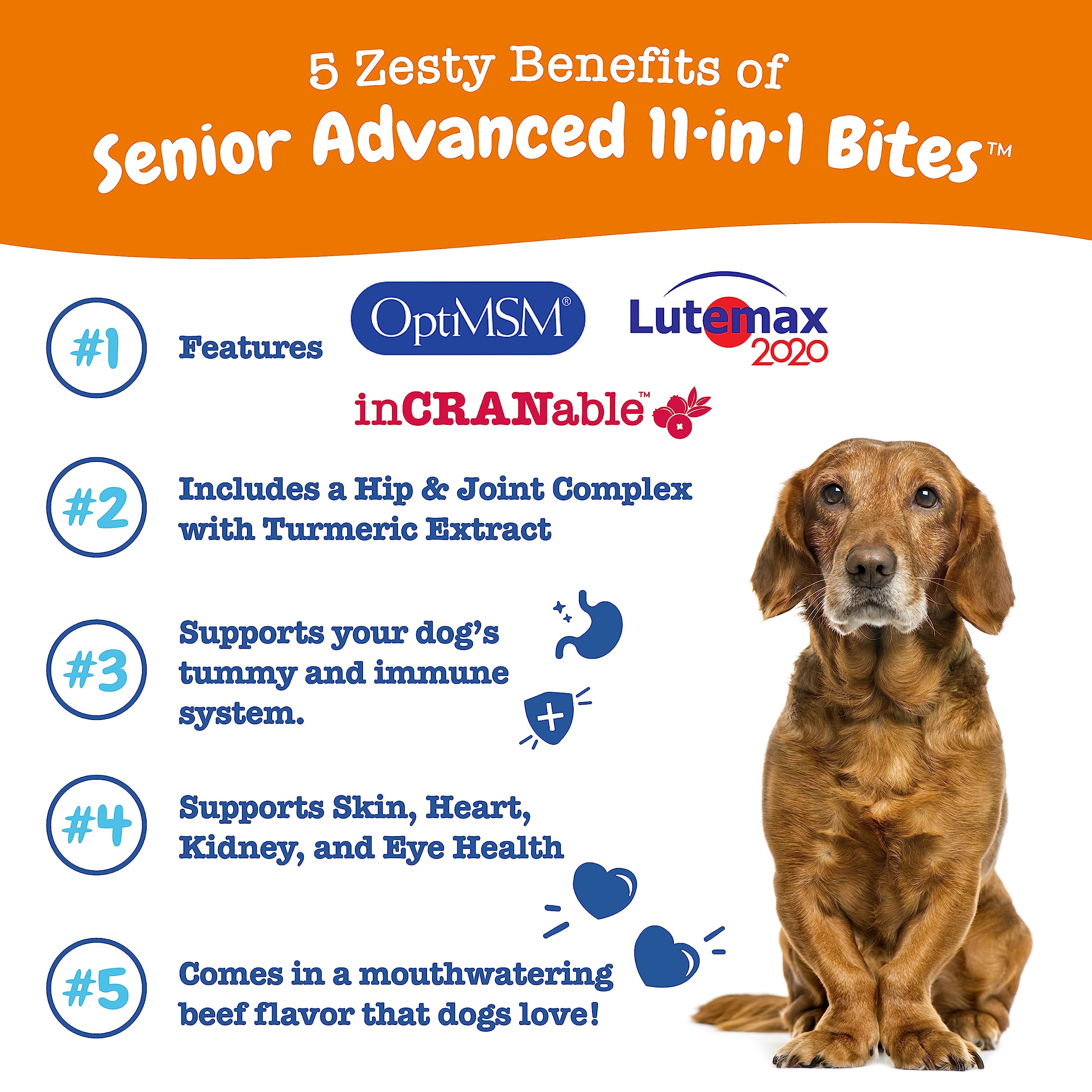 Zesty Paws Senior Dog Multivitamin Treats - Glucosamine for Dogs + Digestive Enzymes & Probiotics - Grain Free Dog Vitamins for Skin & Coat + Immune Health - Beef - Advanced - 90ct