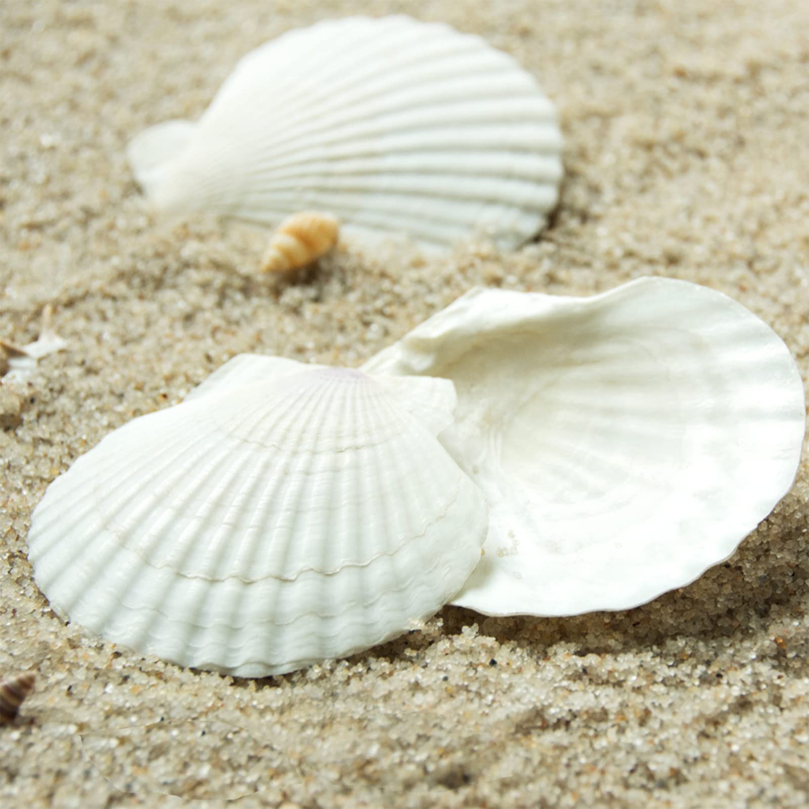 QICQDRAM 25PCS Sea Shells for Crafts Decoration 2''-3'' White Scallop Shells, for Crafts DIY Painting Beaching Wedding Decoration, Beach Natural Scallop Shells Bulk
