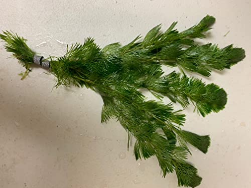 Marcus Fish Tanks - 3X Green Cabomba Caroliniana Live Aquarium Plants for Aquatic Freshwater Fish Tank