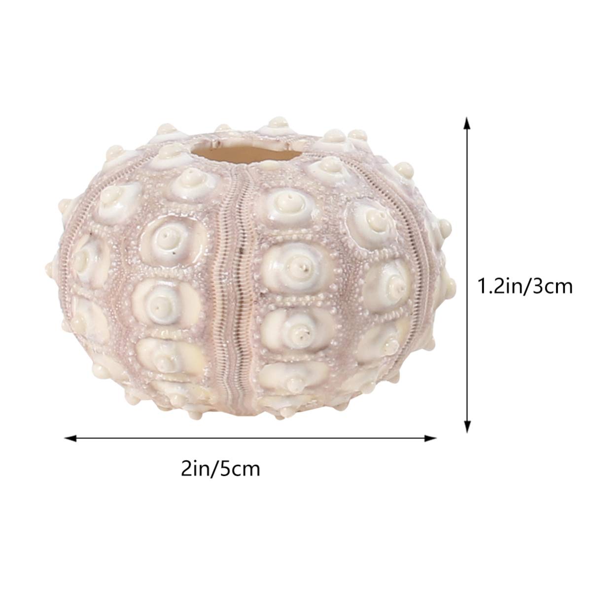 Hemoton 4Pcs Sea Urchin Shells Air Plant Planter Holder Tillandsia Small Container Plant Bonsai Cactus Pot Decorative Home Decor for Desktop
