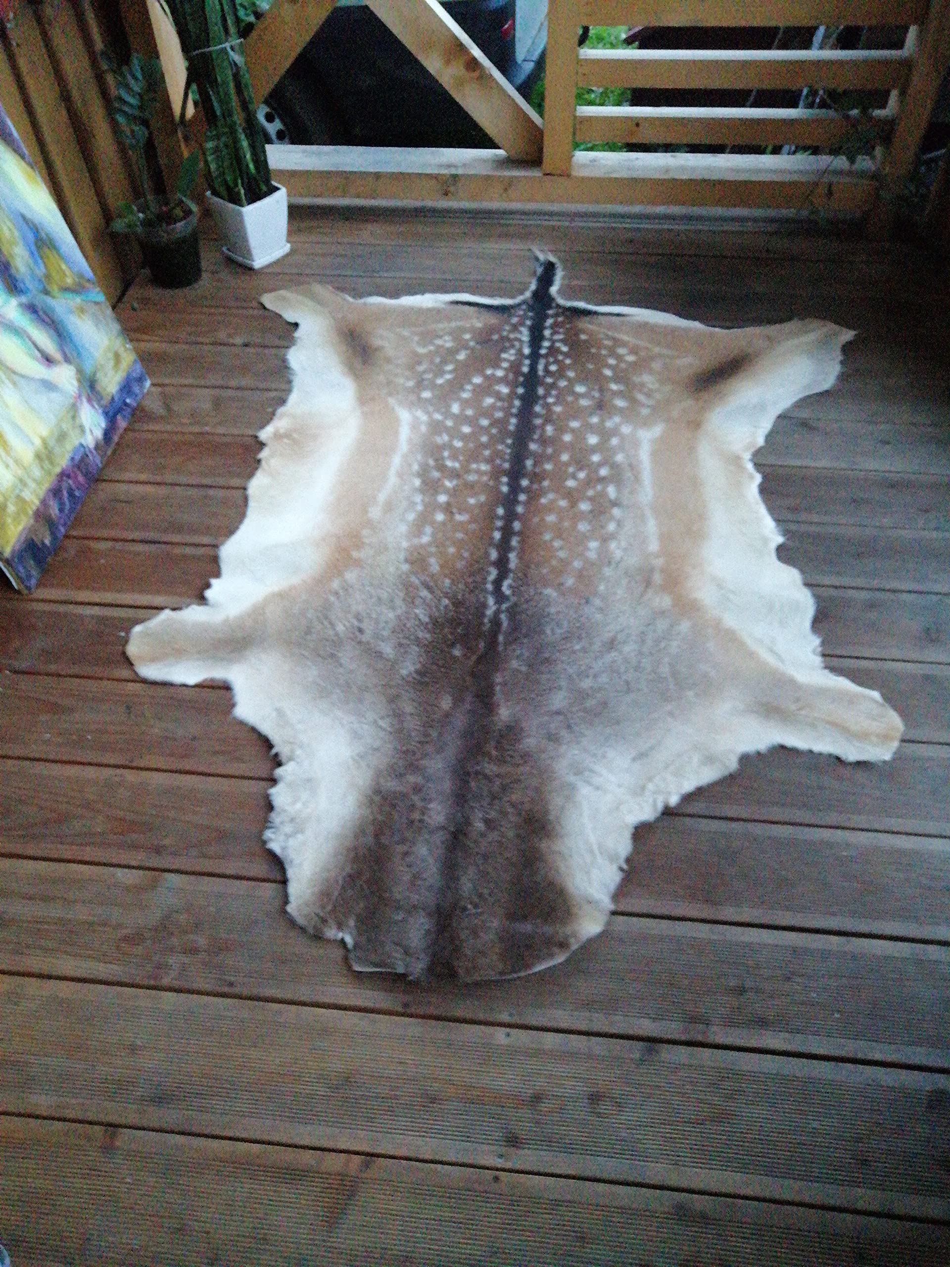 Robert Tartufferie Fallow Deer Skin Fur Hide pelt Rug Taxidermy Hunting Trophy
