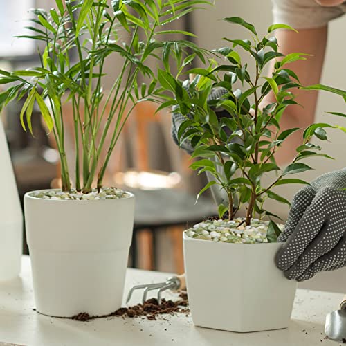 GASPRO 5 Pound Pebbles for Indoor Plants, 3/8 Inch Decorative Rocks for Bamboo, Vase, Succulents, Highly Polished and Smooth Surface, Jade