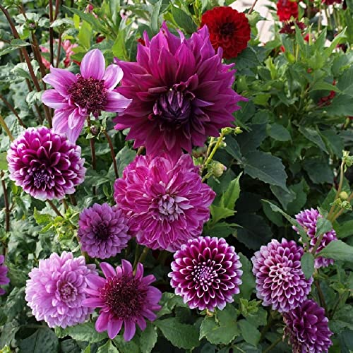 Dahlia Bulbs (Dinnerplate) - Thomas Edison - 2 Bulbs, Purple, Attracts Pollinators, Cut Flower Garden, Easy to Grow & Maintain, Fast Growing
