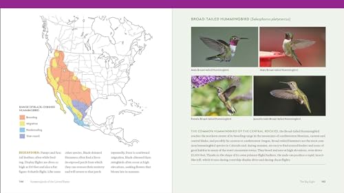 The Hummingbird Handbook: Everything You Need to Know about These Fascinating Birds