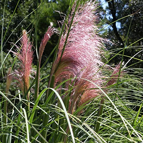 Heirloom 50+ Ornamental Perennial Grass Seed - Pampas Grass - "Pink" Tall Feathery Blooms