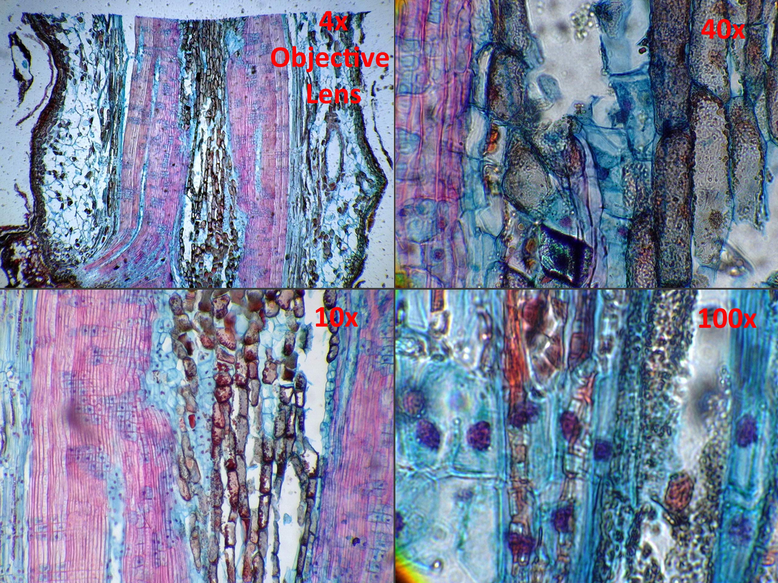 Dino-Lite USB Eyepiece Camera AM7025X β 5MP, Use on Traditional Microscope
