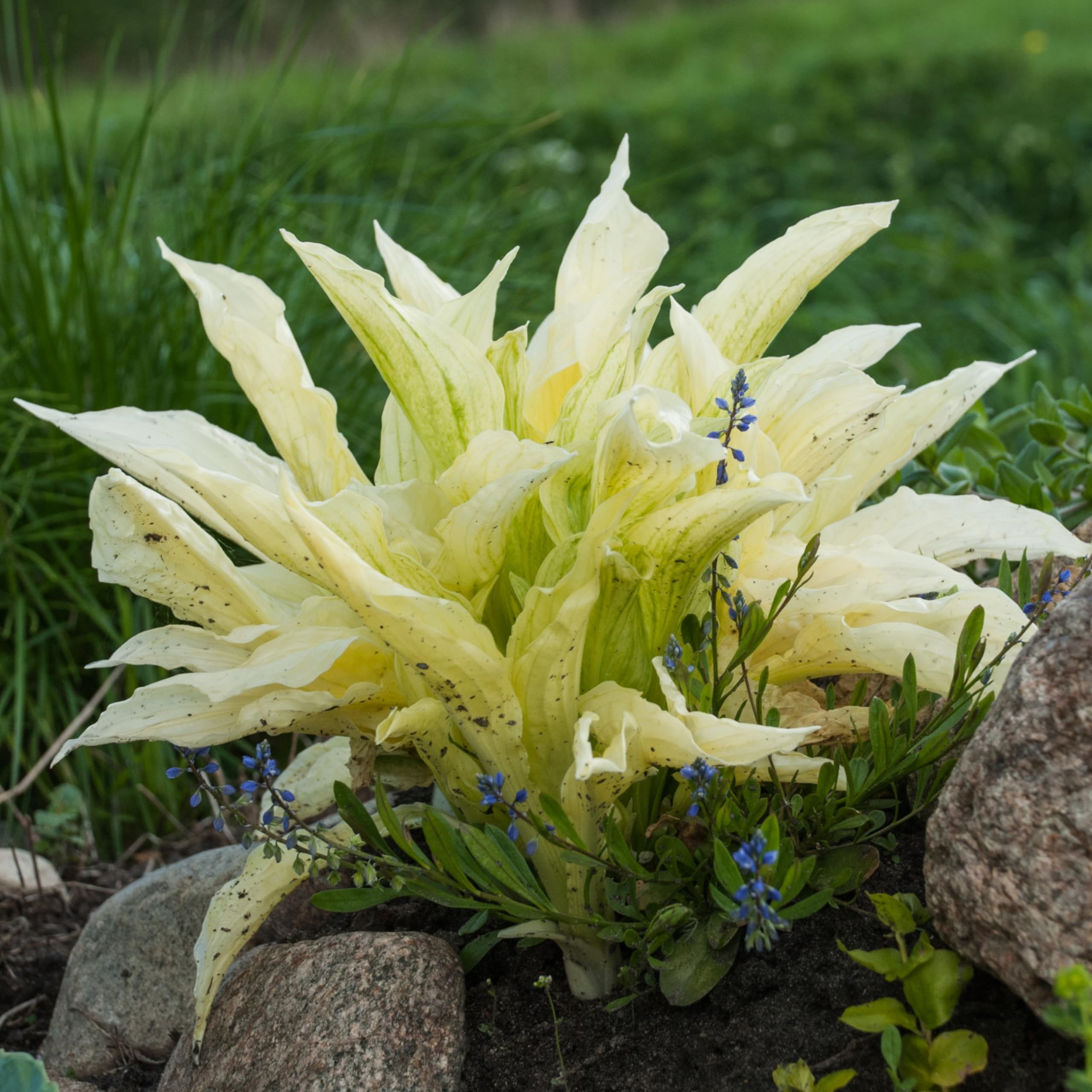GardeningProducts4Less 2pk White Feather Hosta Bare Roots - Perennial Cream & Green Foliage, Low-Maintenance Plant