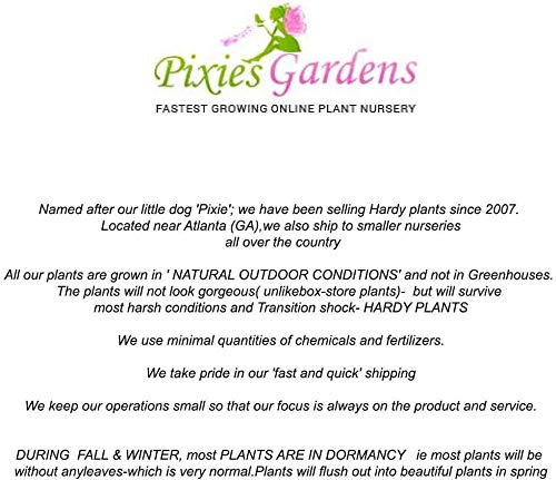 Pixies Gardens Fuji Apple Tree Live Fruit Plant for Planting - Medium Size Yellowish Green with Red Tint Skin (5 Gallon, Potted)