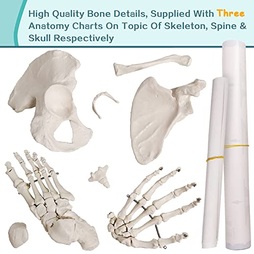 NEW HORIZON Human Model of Skeleton for Anatomy 67β High with 200+ Bones Structures,Skull Model Scientific Disarticulated Human Model of Skeleton Bundle for Anatomy,