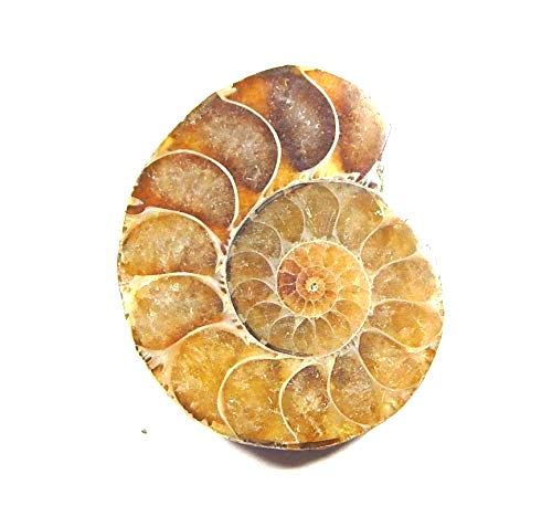 phoenix888 Golden Dakshah Sudarshan Shaligram 2cm - 2.5cm from Kali Gandaki