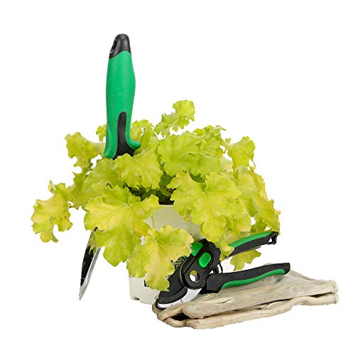 Proven Winners HEUPWP2127800 Dolce Apple Twist Coral Bells Live Plant, 4.5 in. Quart, Bright Green Foliage
