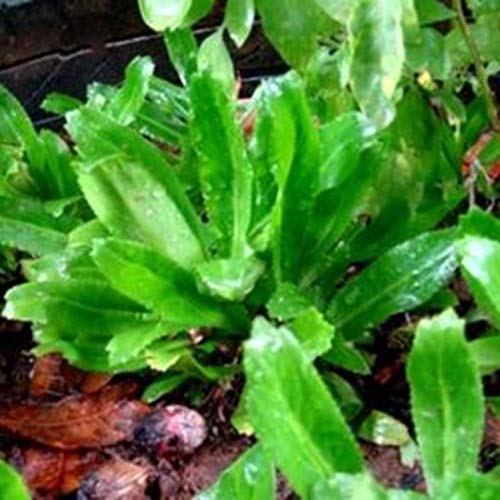 Iekofo 100pcs Culantro Seeds Long Coriander Thai Parsley Seeds Recao Long Coriander Mexican Coriander NGO GAI,Shadon Beni