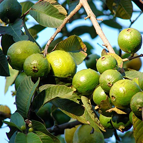 QAUZUY GARDEN 160 Common Yellow Lemon Apple Guava Seeds for Planting Outdoor Pineapple Guava Feijoa Seeds Non-GMO Heirloom Fruit Seeds Grow Your Own Delicious Fruit Tree Freely