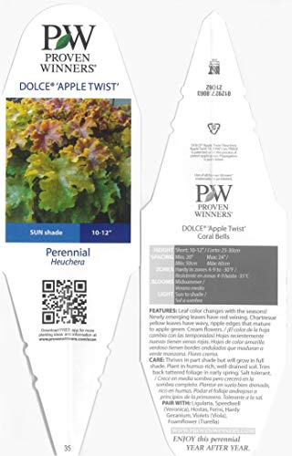 Proven Winners HEUPWP2127800 Dolce Apple Twist Coral Bells Live Plant, 4.5 in. Quart, Bright Green Foliage