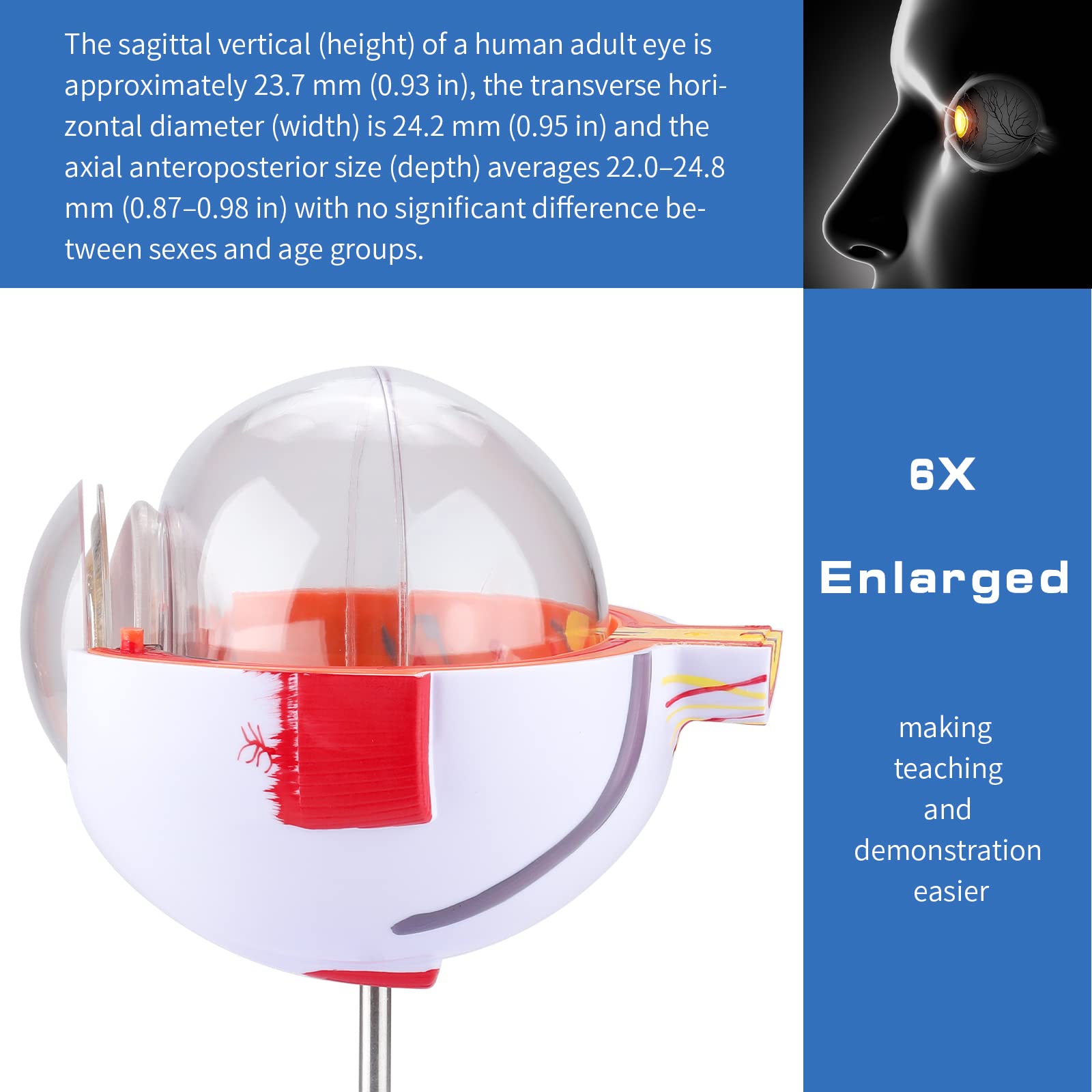 Healthible Human Eye Model Anatomy, Removable 6 Times Anatomical Eyeball Model with Display Base, Medical Eye Ball Model for School and Clinic