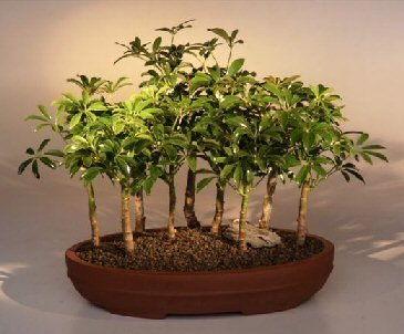 Hawaiian Umbrella Bonsai Tree - 9 Tree Forest Group (arboricola schefflera)