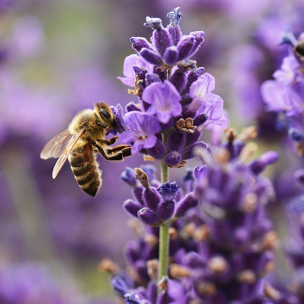 Earthcare Seeds English Lavender 500 Seeds (Lavandula angustifolia) Heirloom - Perennial - Non GMO