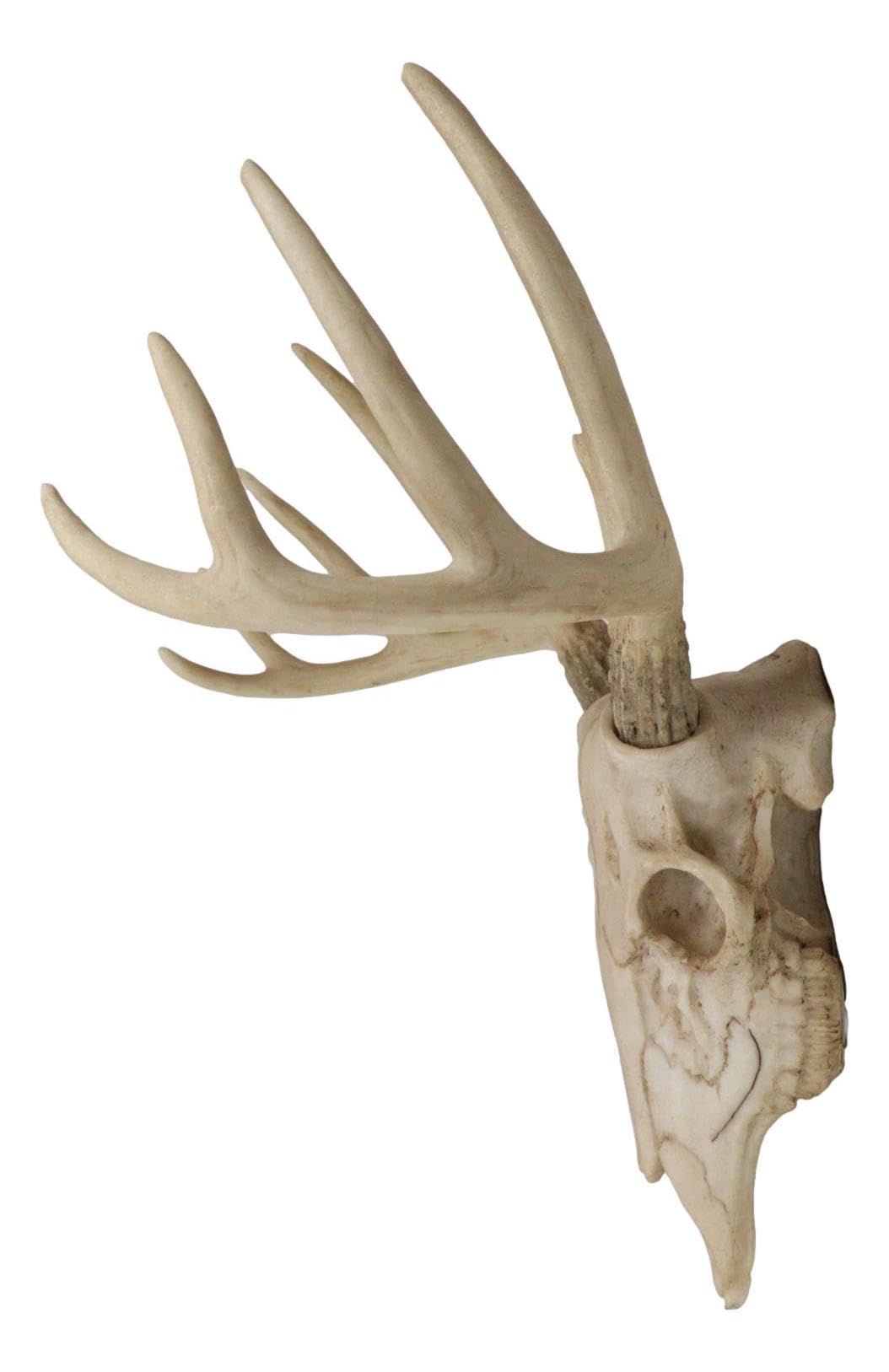 Ebros Gift Rustic Hunter Deer 10 Point Buck Skull Trophy Antlers Wall Mounted Plaque Trophy Decor Figurine 14.25" Long Hunter's Antler Rack Theme Deers Bucks Hunting Skulls Trophies Hanging Sculptures