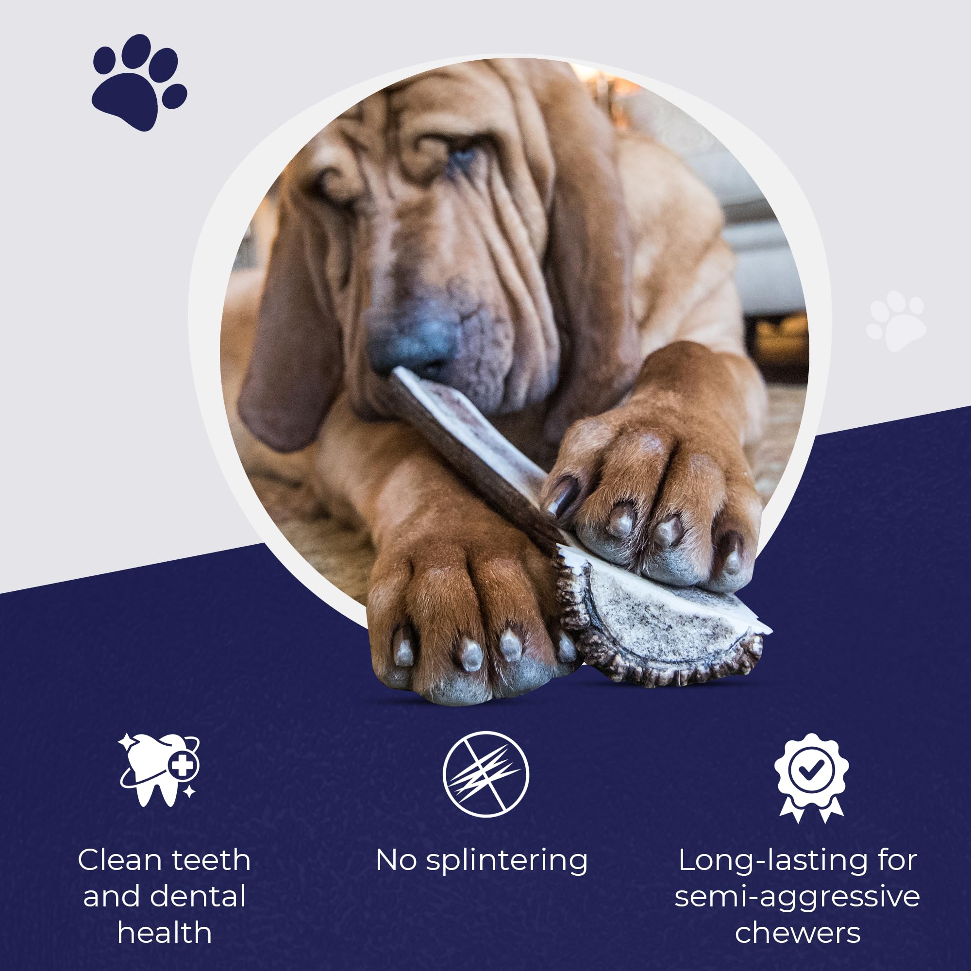 Devil Dog Pet Co. Split Elk Antlers for Dogs, 1 Pack, Medium 5β+, Grade A Long Lasting Dog Bones for Aggressive Chewers, Premium USA Naturally Shed Antler Dog Chew β No Odor, Dog Antler Chews