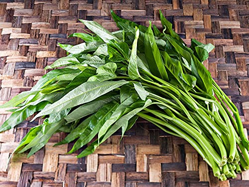Gaea's Blessing Seeds - Ong Choy Seeds - Kong Xin CAI Kangkong - Non-GMO Seeds with Easy to Follow Planting Instructions 94% Germ Rate (Pack of 1)
