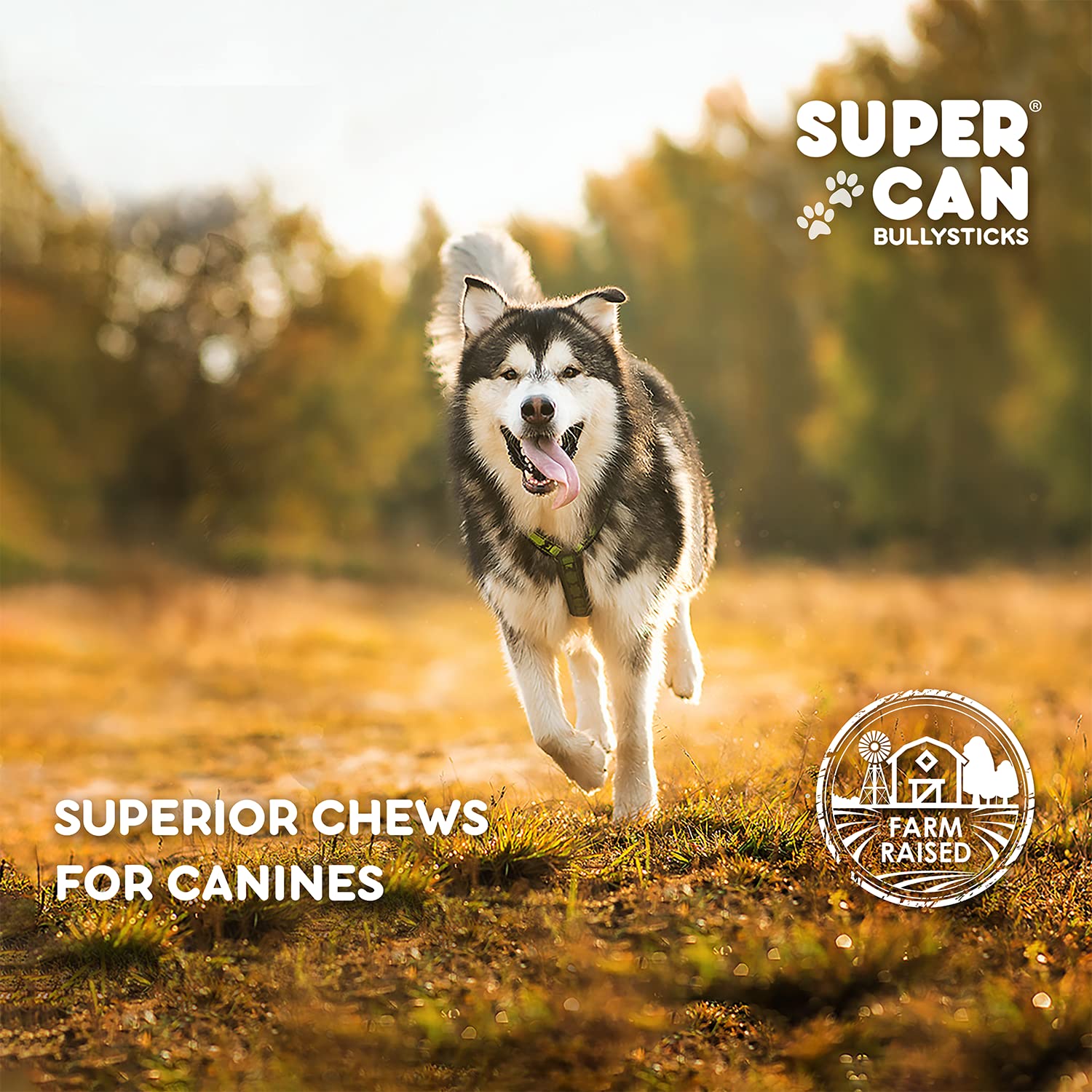 SUPER CAN BULLYSTICKS Pork Lung Bites Dog Treats (12oz) | 100% Natural Chews | High in Vitamin B6, B12, C, Iron, Copper & Zinc | Training Treats for Small Dogs