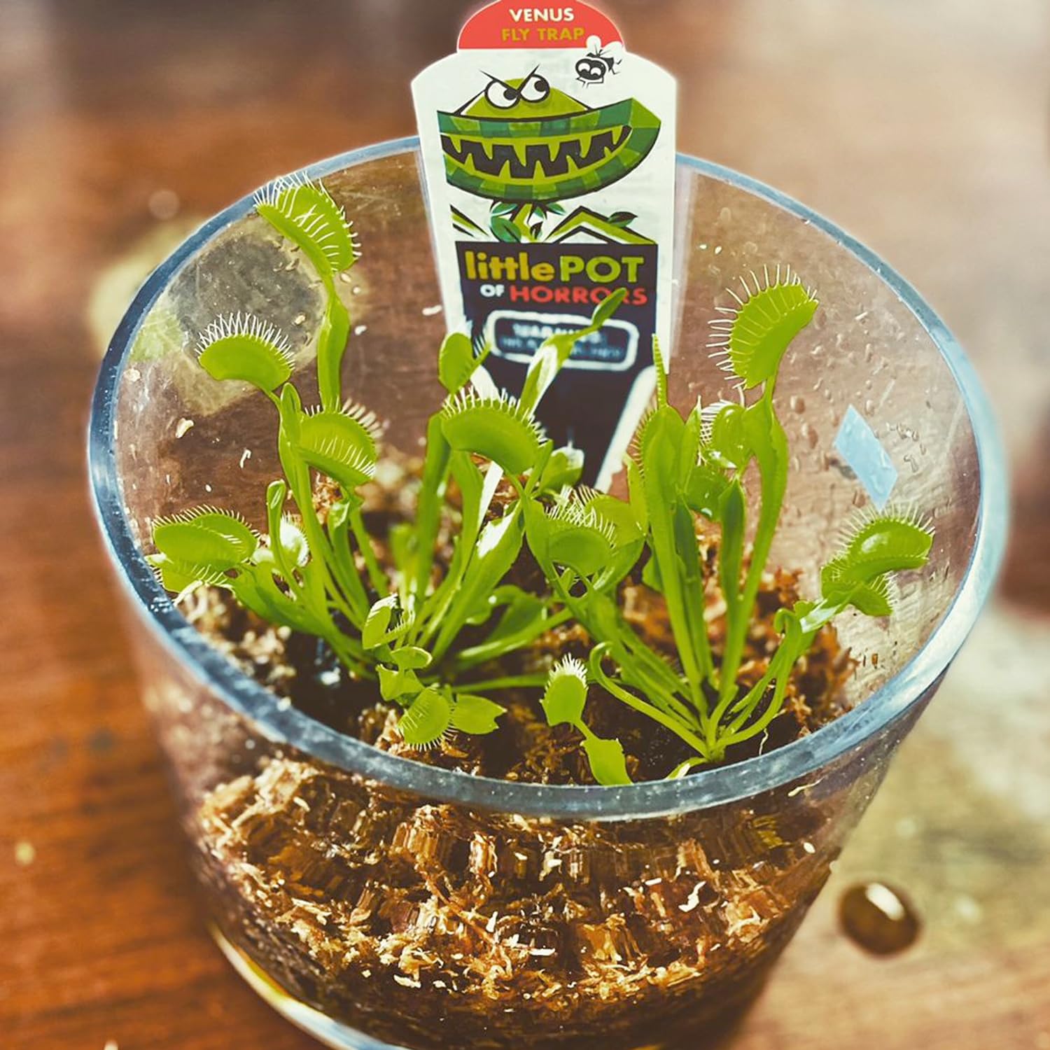 Little Pot of Horrors, Live Venus Fly Trap Live Plant, Live Venus Flytrap Live Plants Indoor, Venus Fly Trap Soil, Indoor Plants Venus Fly Trap Pot, Venus Fly Trap Plant