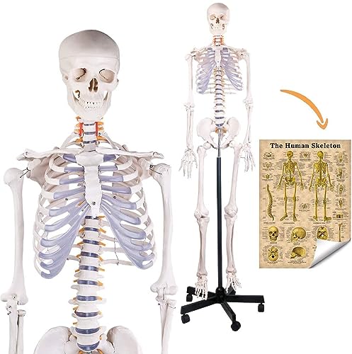 RONTEN Human Skeleton Model for Medical Study, 70.8" Life Size Medical Anatomical Skeleton, Including Adjustable Rolling Stand + Cover + Poster