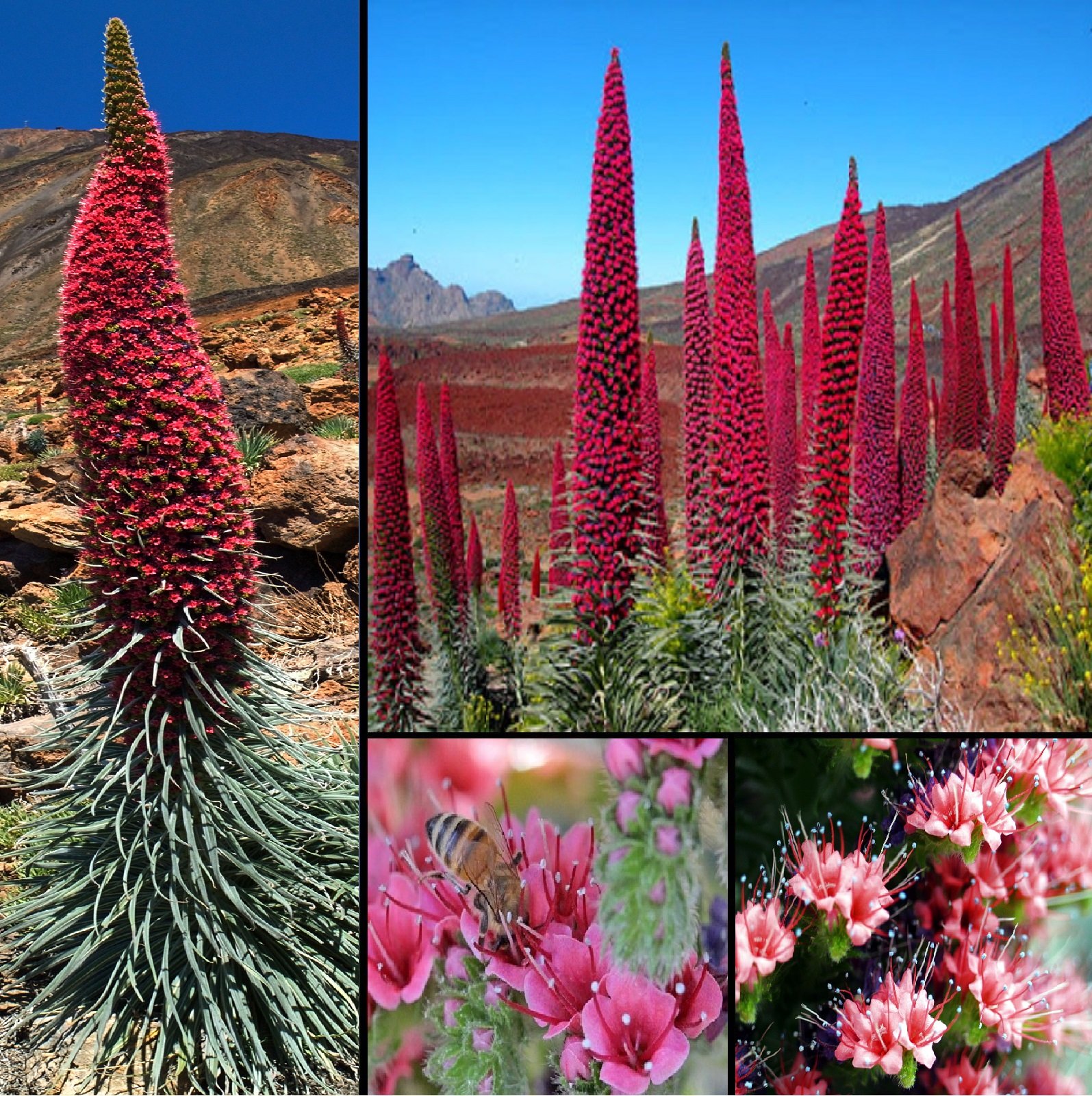 Echium Wildpretii Tower Of Jewels Snake Head Rare Beauty Exotic 10 Seeds