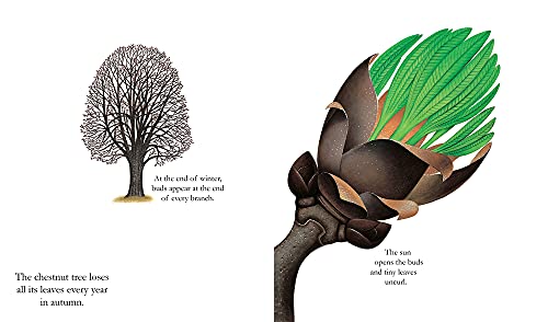 Trees (My First Discovery Paperbacks)