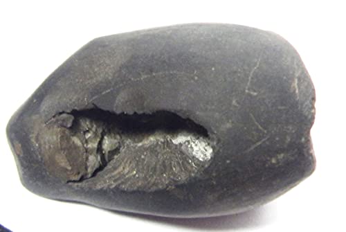 phoenix888 Adwaitya Maha Laxmi Sudarshan Maha Vishnu Shaligram Nepal