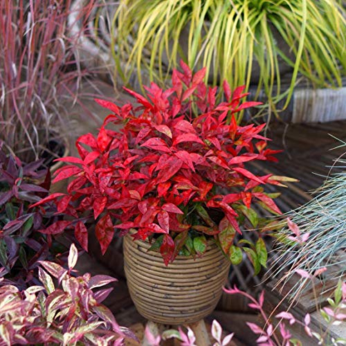 Heavenly Bamboo Seeds - 20 Seeds - Made in USA, Ships from Iowa. Great for Hedge, Privacy