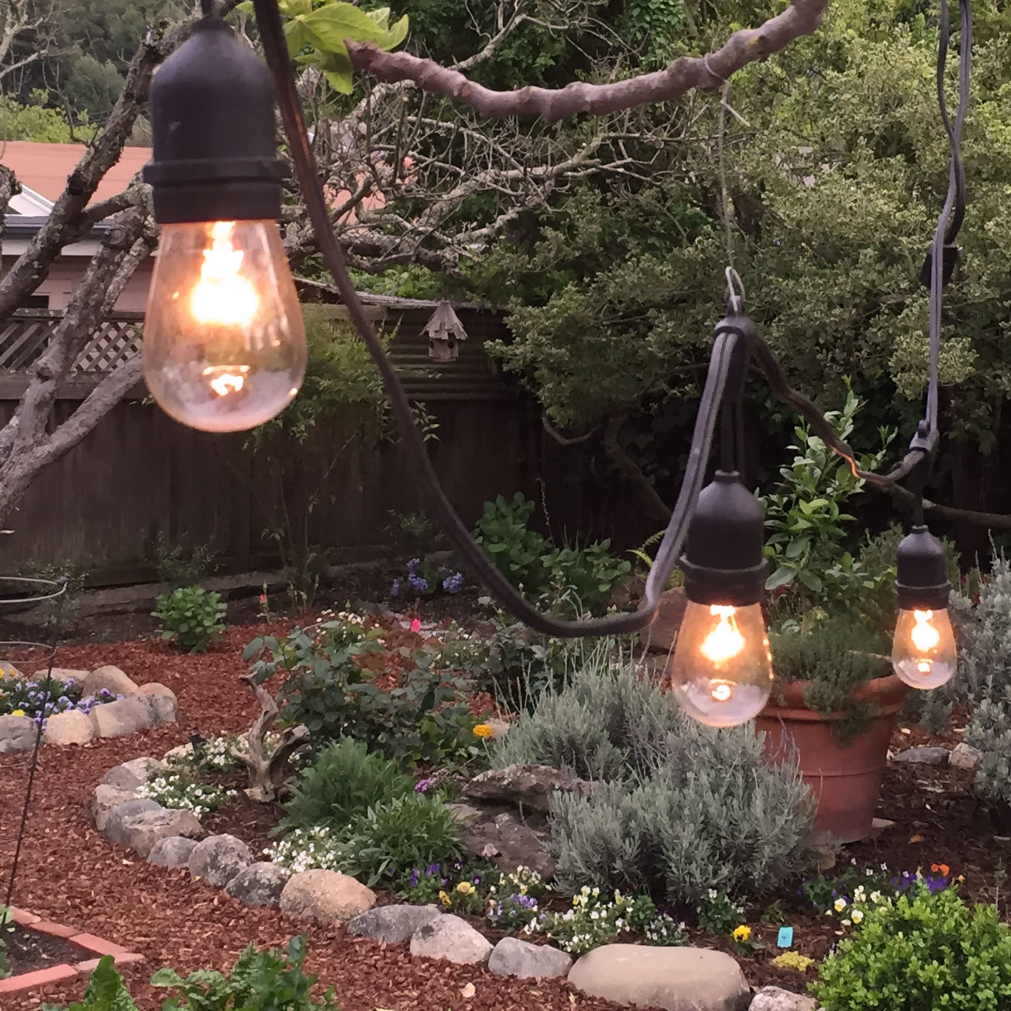 EST. LEE DISPLAY L D 1902 Clear Warm White Edison Bulbs 25/pcs Incandescent S14 Light Bulbs 11-Watt, 120-Volt, E26 Medium Base Sockets