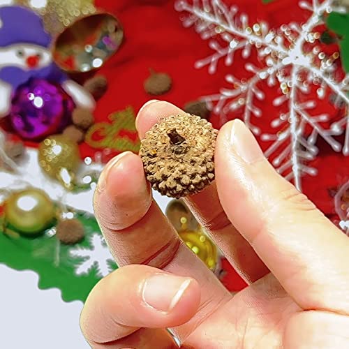 Queenbox 20Pcs Natural Dried Acorn Cap Craft DIY, Home Christmas Thanksgiving Decorative Fall Winter Holiday Home Decor